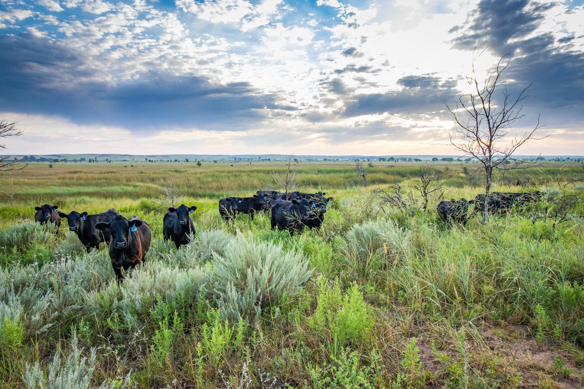 Why Owning a Ranch Is the New American Dream - Triangle Realty